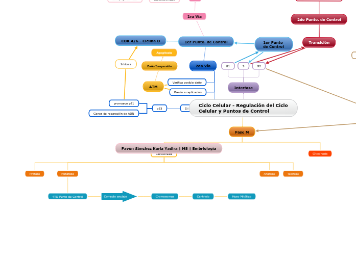 Ciclo Celular - Regulación del Ciclo Celul...- Mind Map